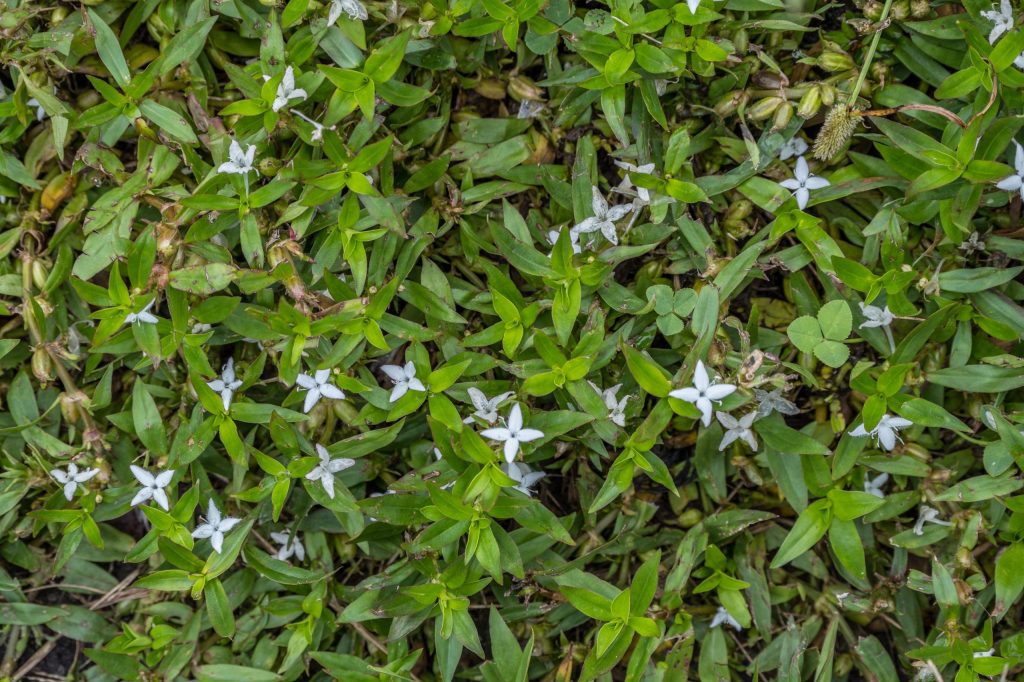 Virginia Buttonweed Identification and Control - Advanced Turf Solutions