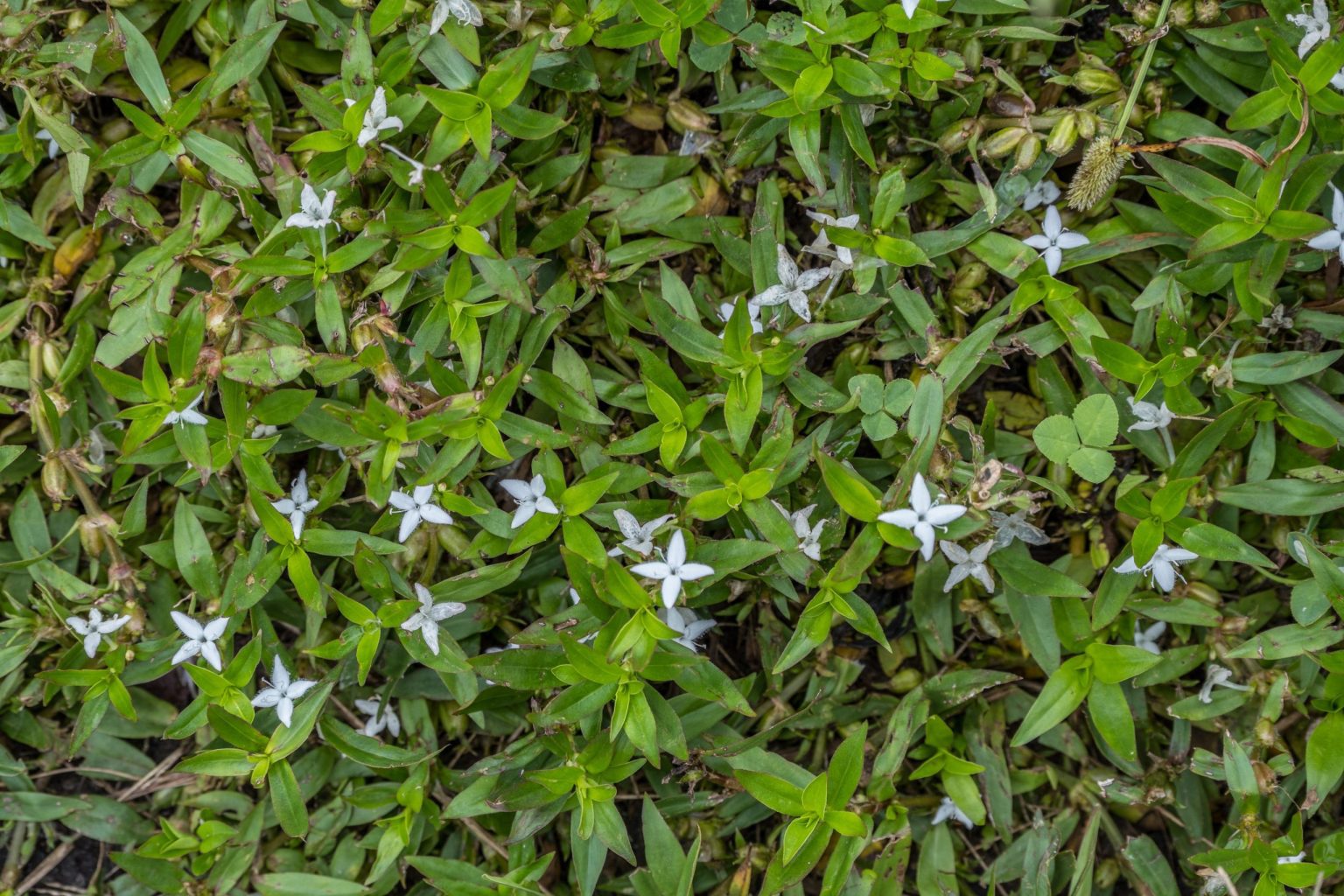 Virginia Buttonweed Identification and Control - Advanced Turf Solutions