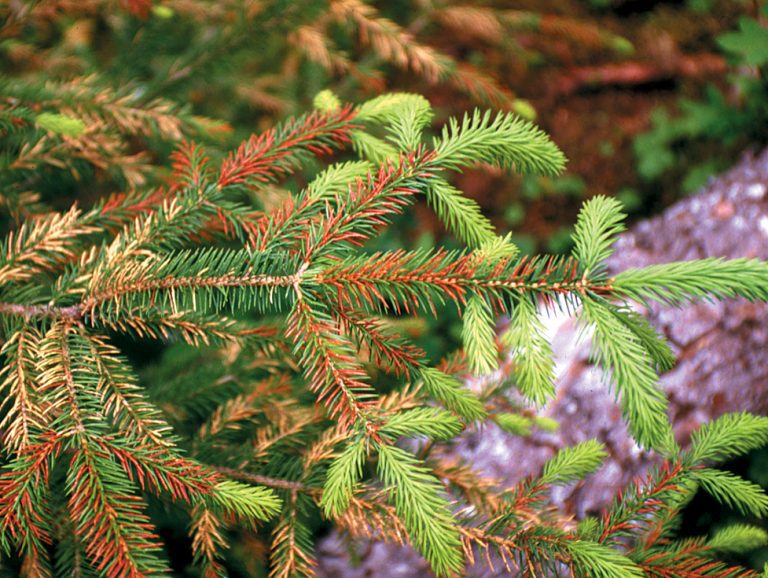 Understanding and Managing Rhizosphaera Needle Cast in Spruce Trees ...