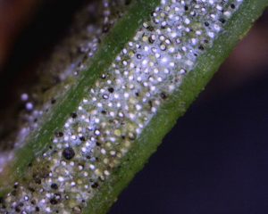 Understanding and Managing Rhizosphaera Needle Cast in Spruce Trees ...