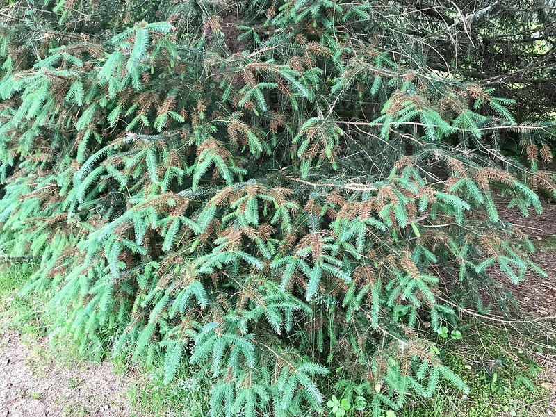 Understanding and Managing Rhizosphaera Needle Cast in Spruce Trees ...