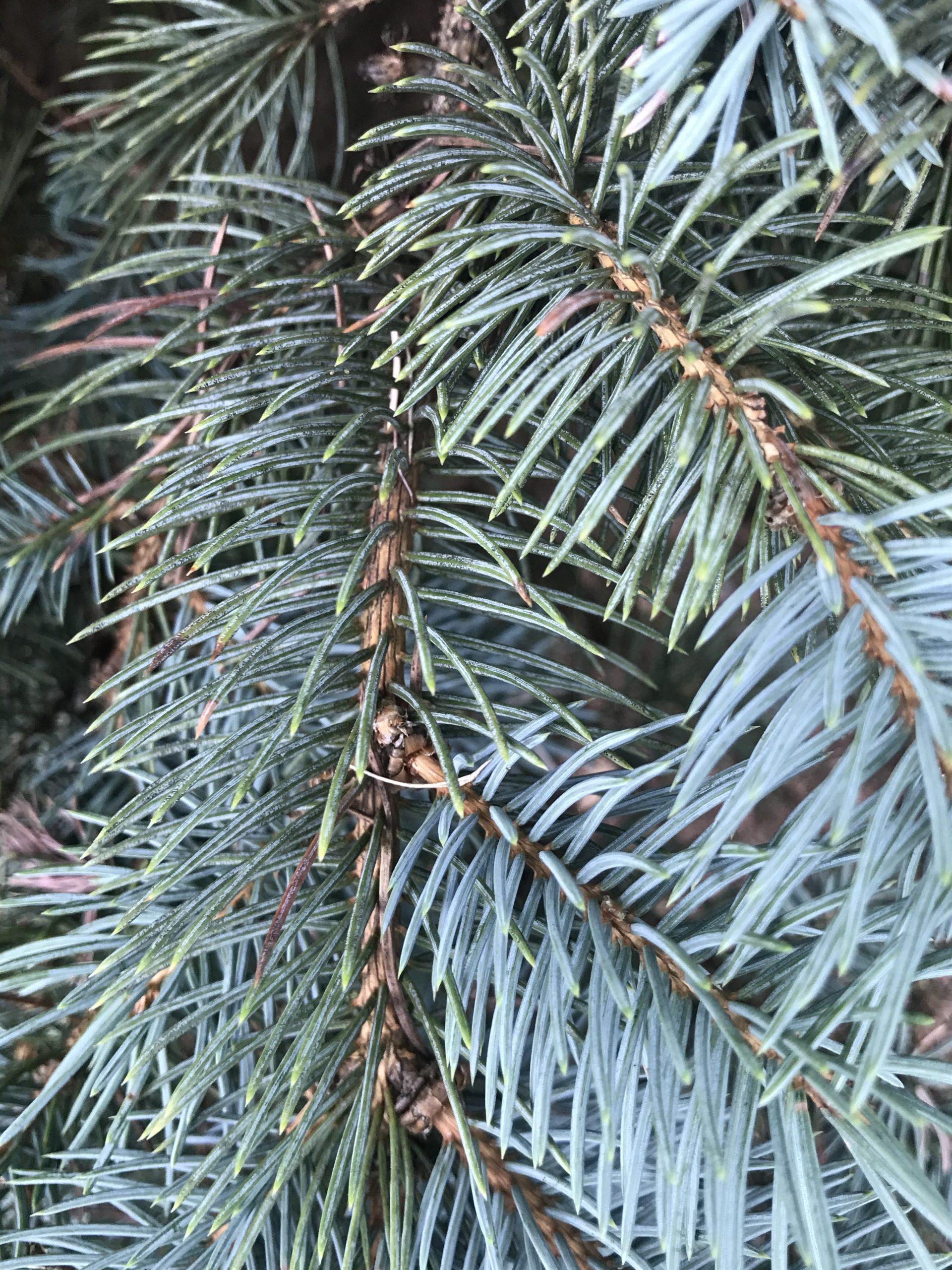 Understanding and Managing Rhizosphaera Needle Cast in Spruce Trees ...