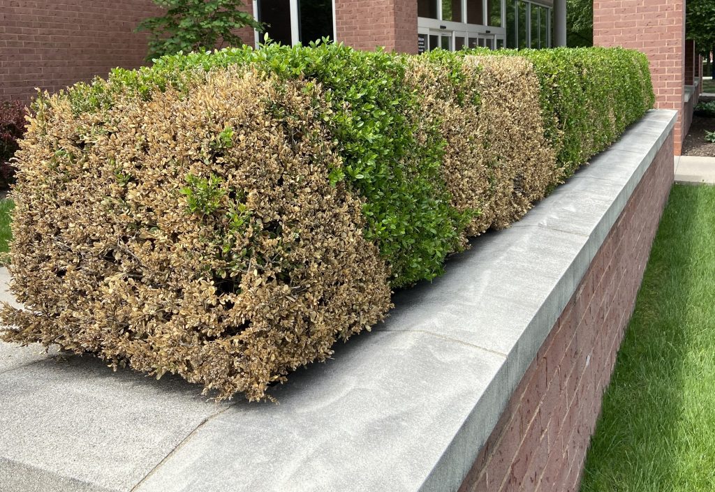 Midwest Boxwood Complex of 2023 - Advanced Turf Solutions