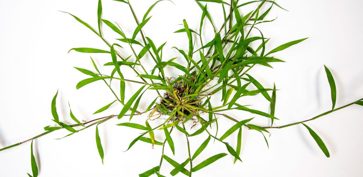 Mesotrione: Eliminating Weeds During Spring Seeding - Advanced Turf ...