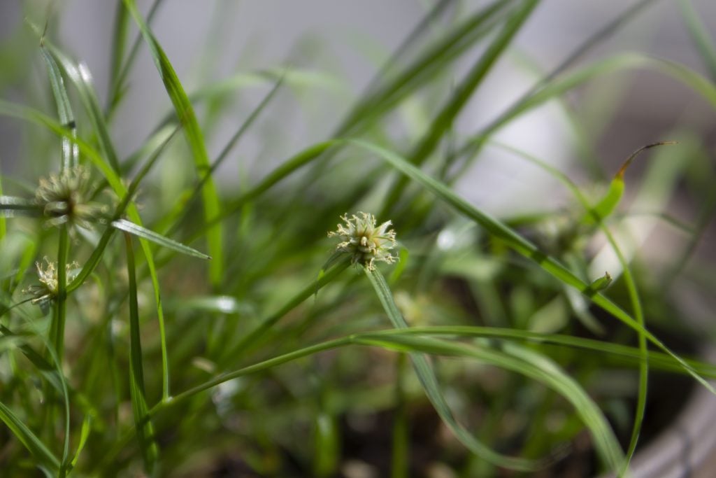 2024 Spring Lawn Care Prep Tips: Spotlight on Ohio - Advanced Turf ...