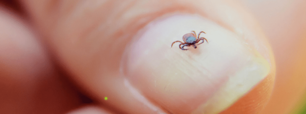 Controlling Ticks on Little League Fields (2024) - Advanced Turf Solutions