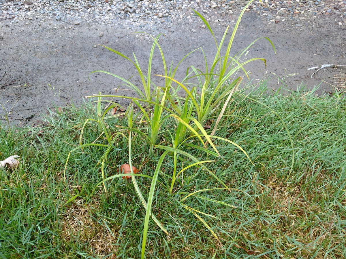 Controlling Hard-to-Kill Weeds - Advanced Turf Solutions