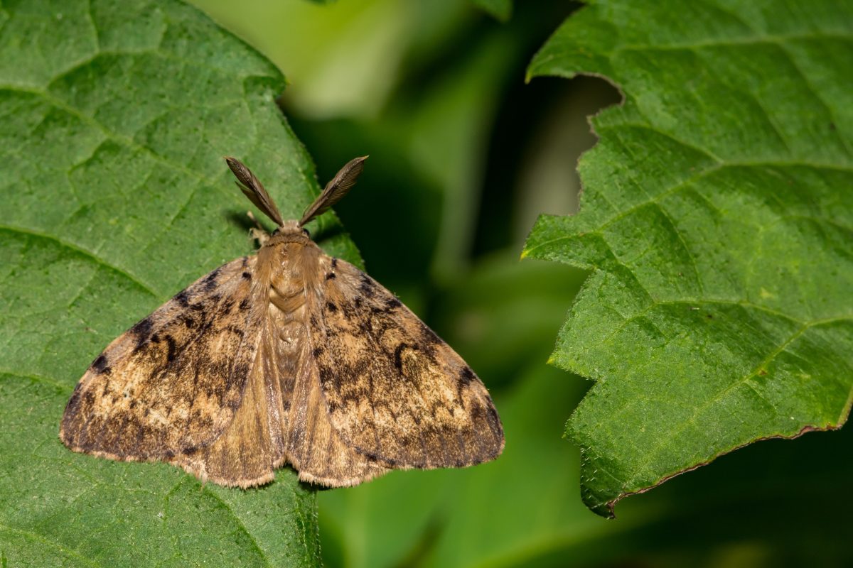 Combatting and Controlling Invasive Insects - Advanced Turf Solutions