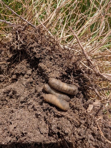 Grub Control Strategies This Summer - Advanced Turf Solutions