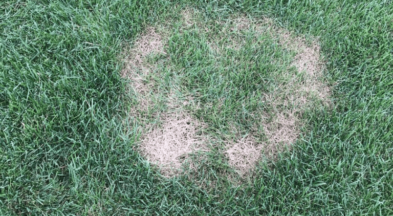 Summer Patch Control for Sports Turf - Advanced Turf Solutions