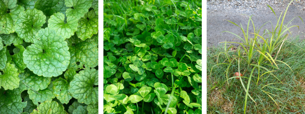 Controlling Hard-to-Kill Weeds - Advanced Turf Solutions