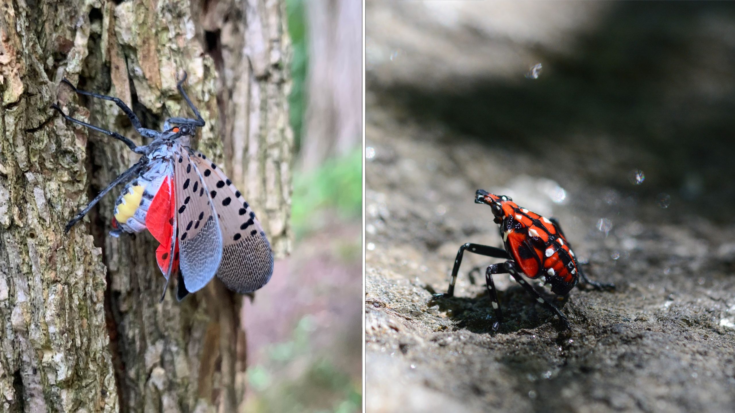 Spotted Lanternfly Control - Advanced Turf Solutions