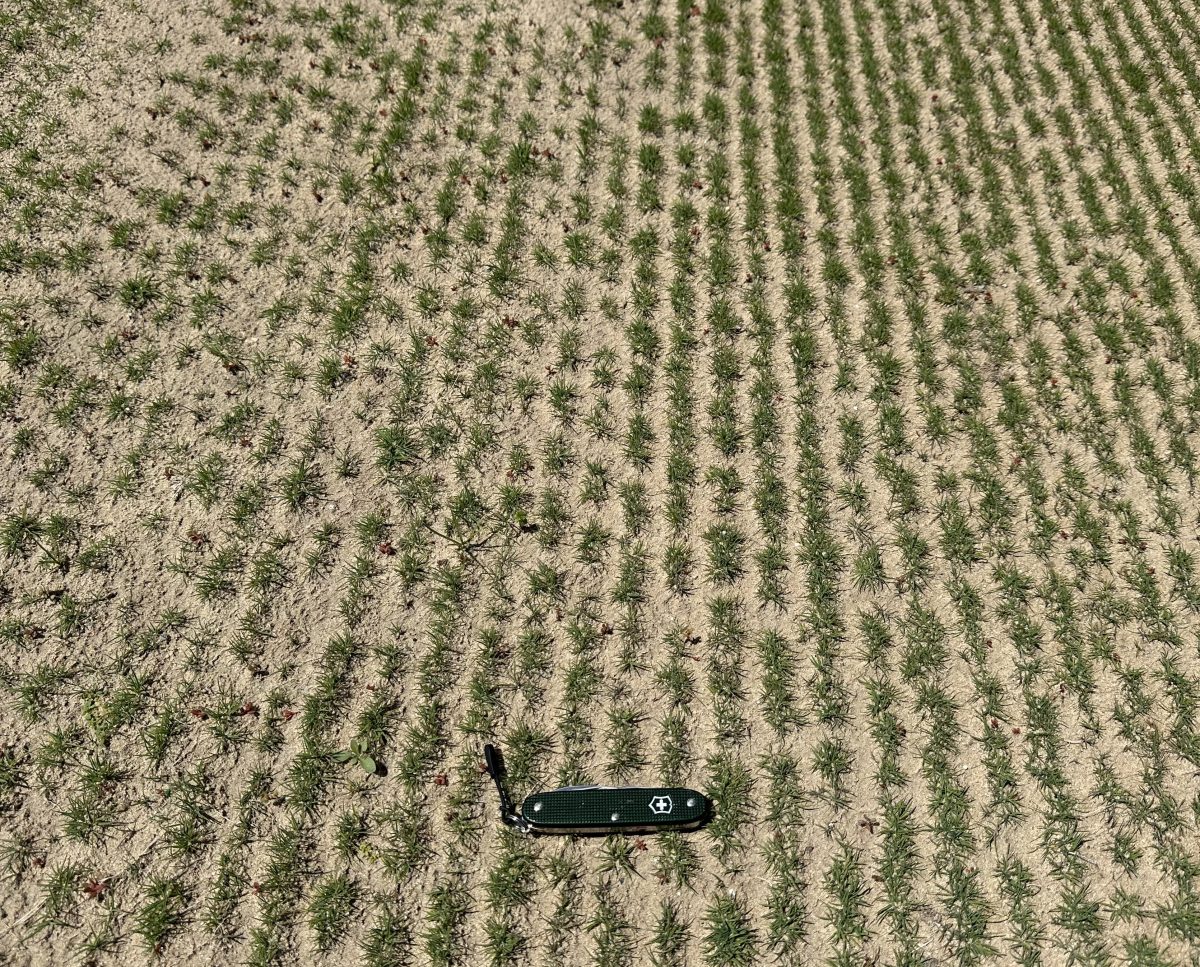 Seeding Success With Creeping Bentgrass - Advanced Turf Solutions