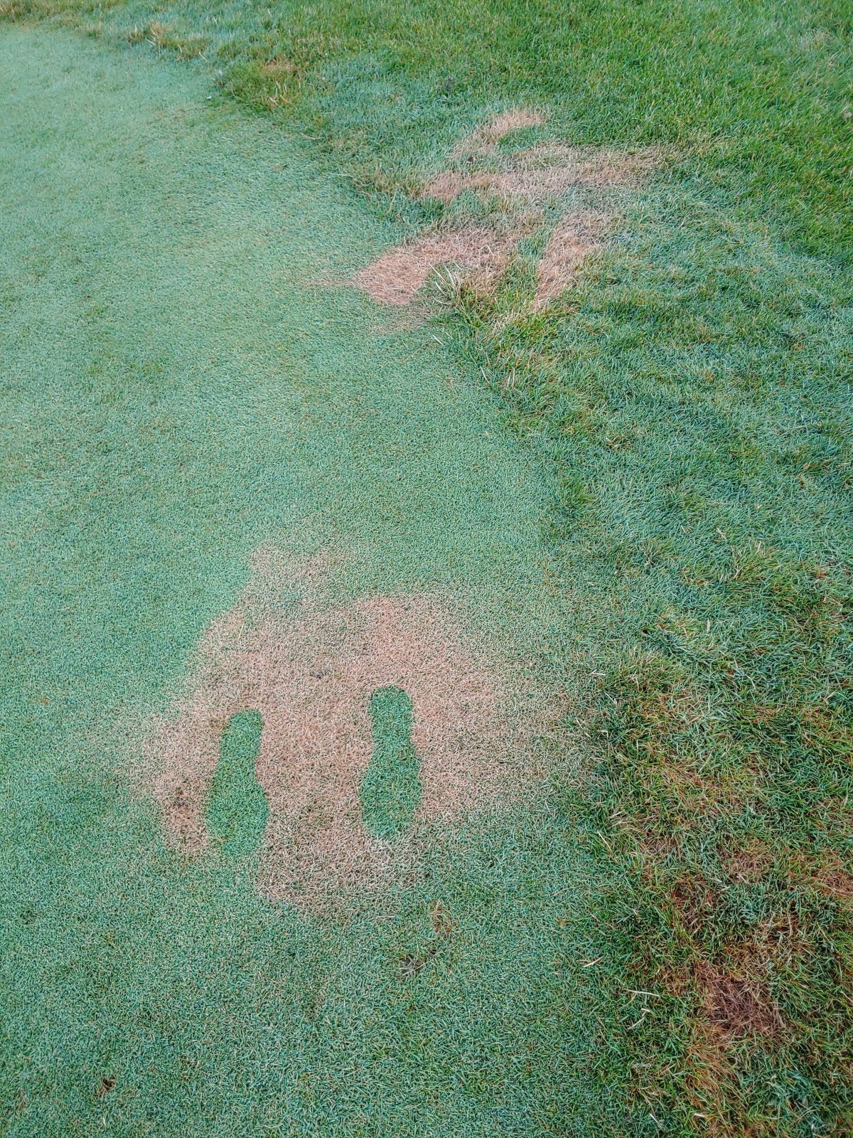 Traffic Damage on Lawns: Causes and Fixes - Advanced Turf Solutions