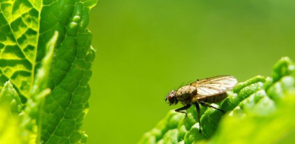 Promoting Fly Treatments After Mosquito Treatments - Advanced Turf ...