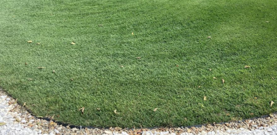 ProVista Kentucky Bluegrass Seeding - Advanced Turf Solutions