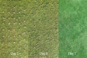What You Should Know About Greens Aeration Recovery