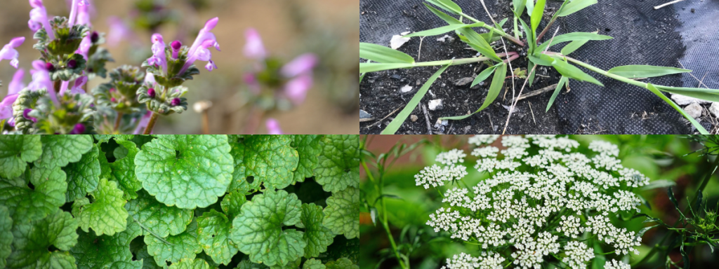 Winter Annual, Summer Annual, Perennial, and Biennial Weeds - Advanced ...