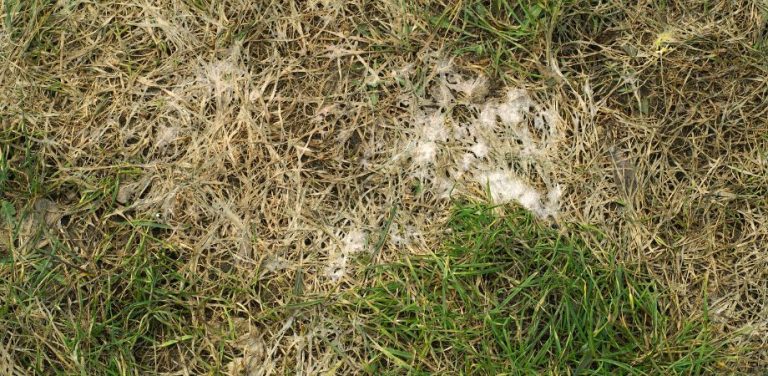 Snow Mold Prevention for Lawns - Advanced Turf Solutions