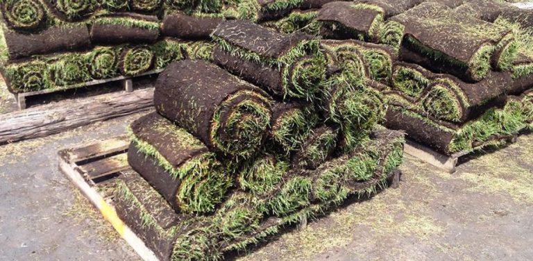 Tips for Caring for Newly Sodded Lawns - Advanced Turf Solutions