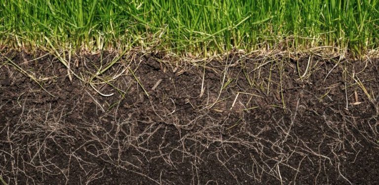 Soil Surfactants and Fall Root Recovery on Lawns - Advanced Turf Solutions
