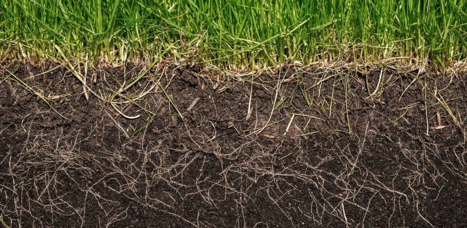 Soil Surfactants and Fall Root Recovery on Lawns - Advanced Turf Solutions