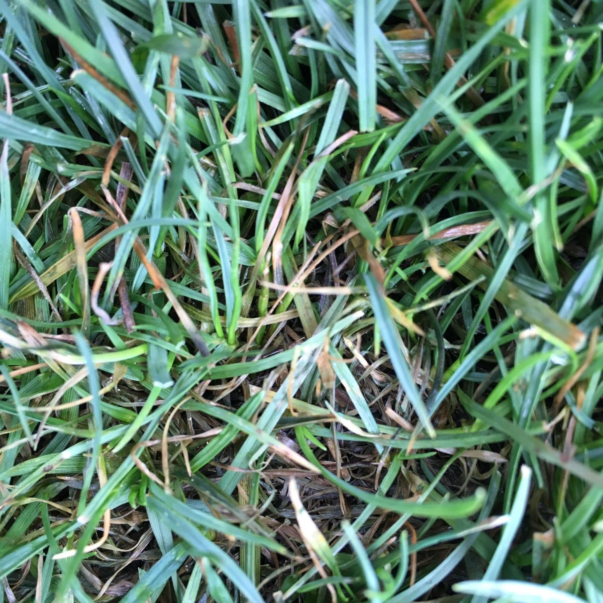 Four Common Fall Turf Diseases - Advanced Turf Solutions