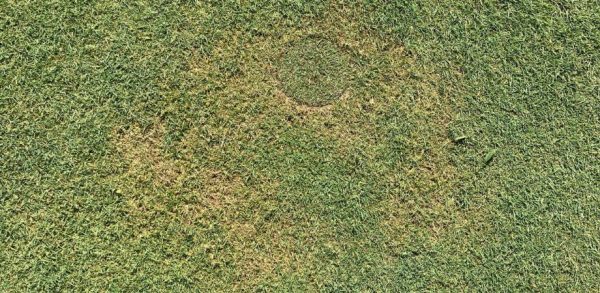 Treating Take-All Patch on Golf Courses - Advanced Turf Solutions