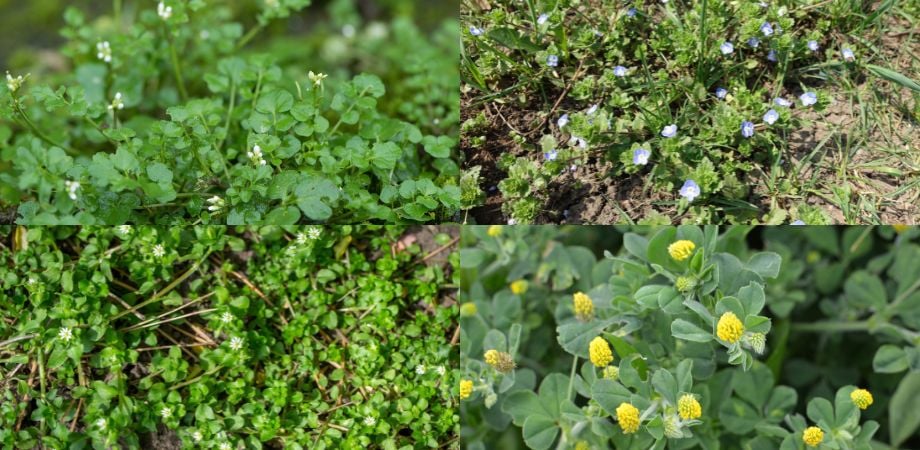 Winter Annual, Summer Annual, Perennial, and Biennial Weeds - Advanced ...