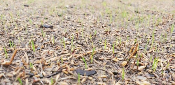 Your Guide to Dormant Seeding in 2025 - Advanced Turf Solutions