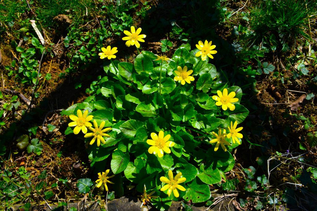 Unmasking Lesser Celandine (Fig Buttercup) - Advanced Turf Solutions