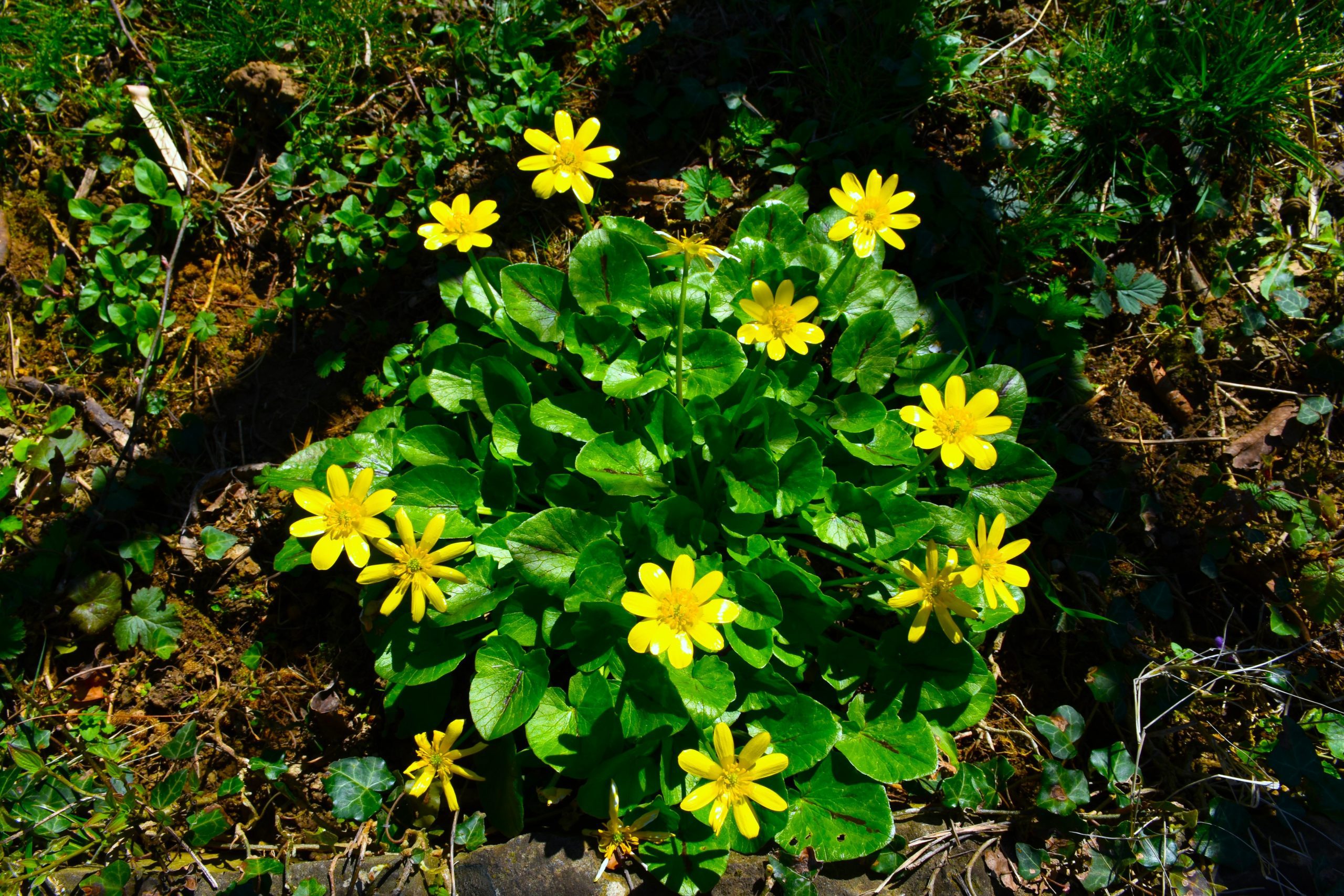 Unmasking Lesser Celandine (Fig Buttercup) - Advanced Turf Solutions