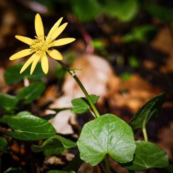 Unmasking Lesser Celandine (Fig Buttercup) - Advanced Turf Solutions