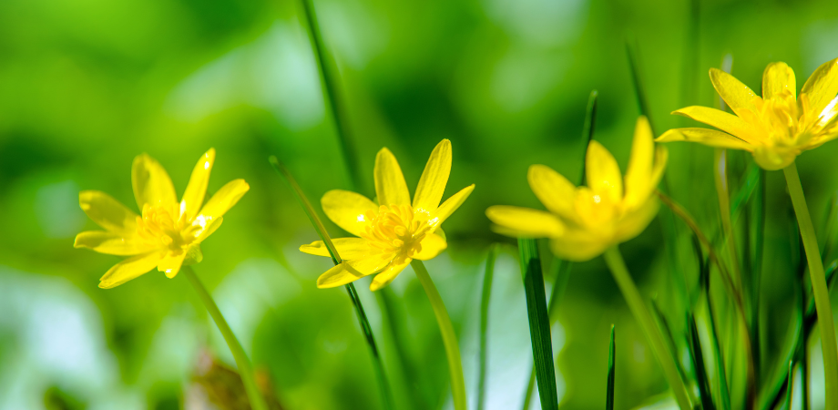 Advanced Turf Solutions | Turf and Ornamental Products