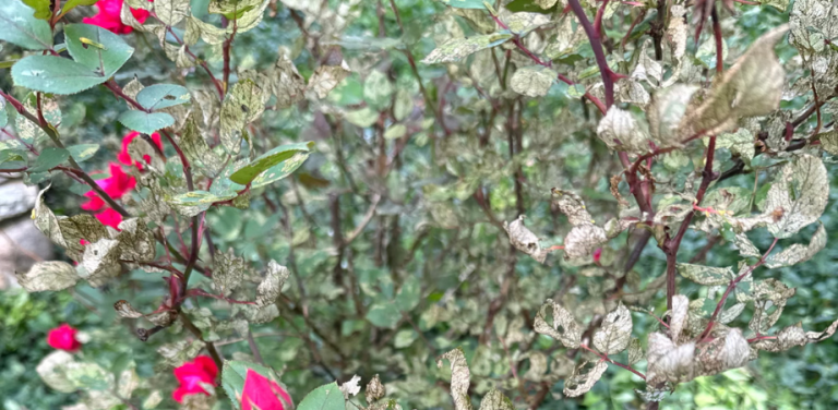 All About Rose Slugs - Advanced Turf Solutions