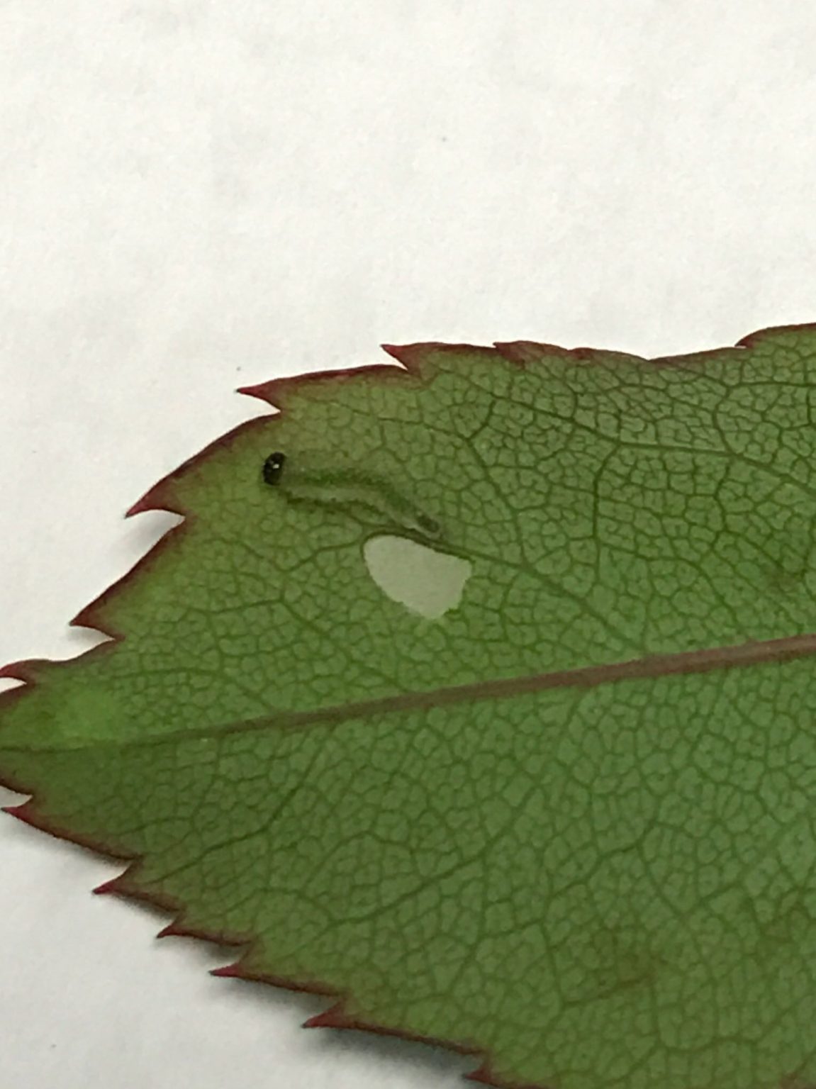 All About Rose Slugs - Advanced Turf Solutions