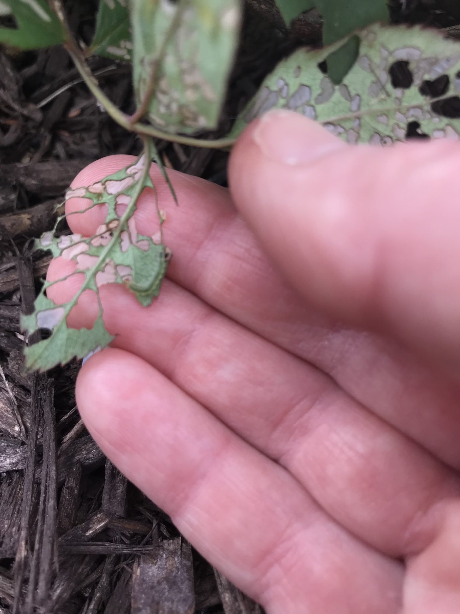 All About Rose Slugs - Advanced Turf Solutions