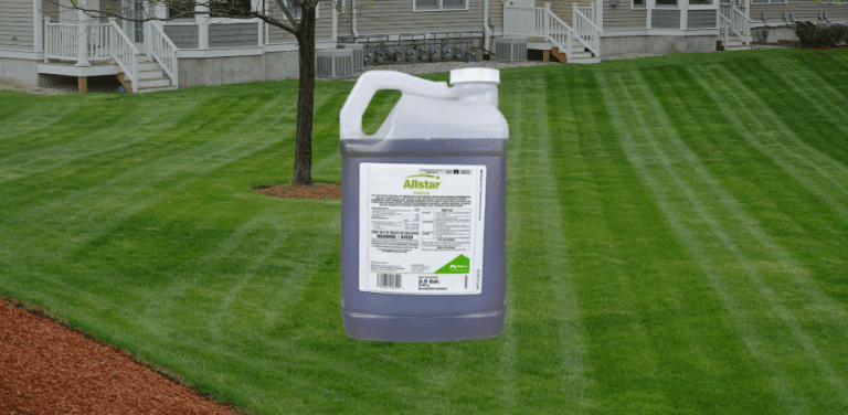 Turf-Type Tall Fescue - Advanced Turf Solutions