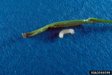 What Are Petiole Borers? - Advanced Turf Solutions