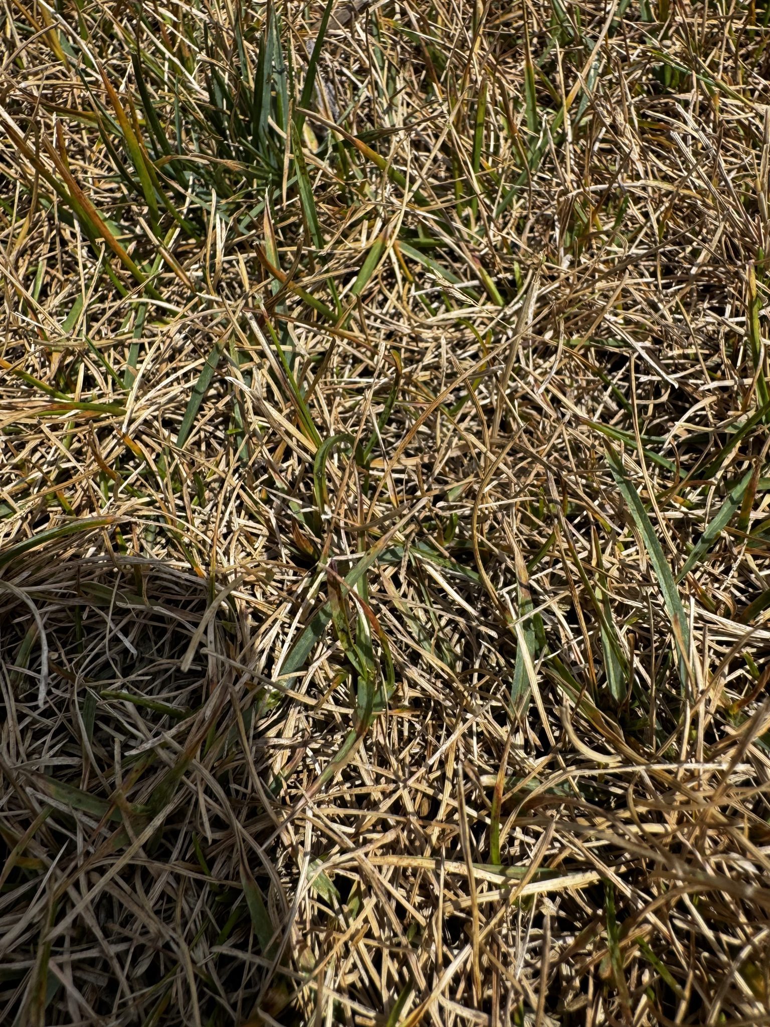 Aphid Alert - Advanced Turf Solutions
