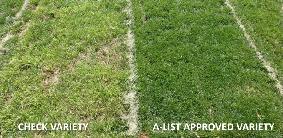 Why Turf Managers Should Choose A-LIST Turf Varieties - Advanced Turf ...