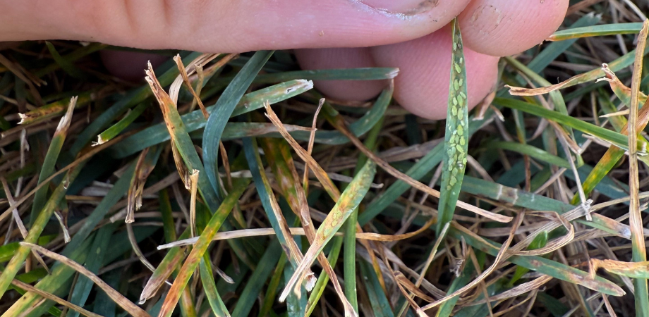 Advanced Turf Solutions | Turf and Ornamental Products