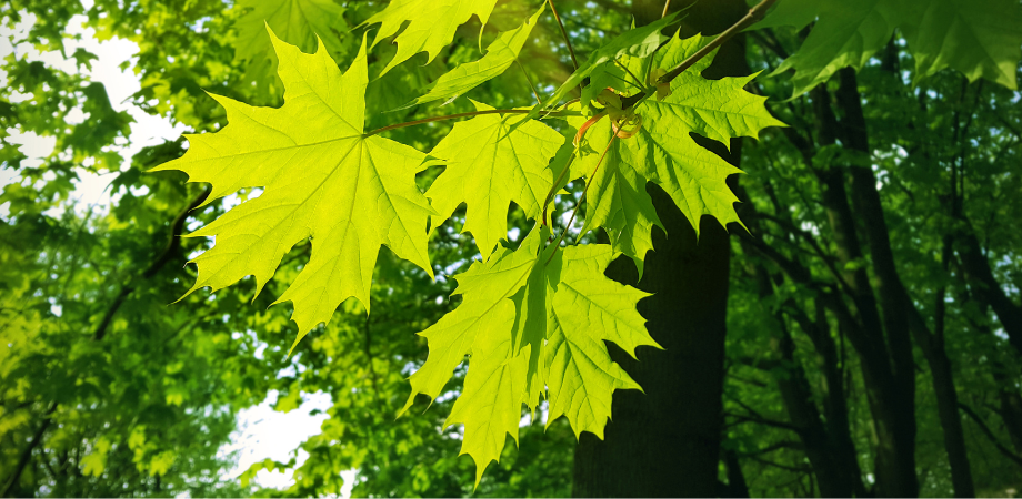 What Are Petiole Borers? - Advanced Turf Solutions