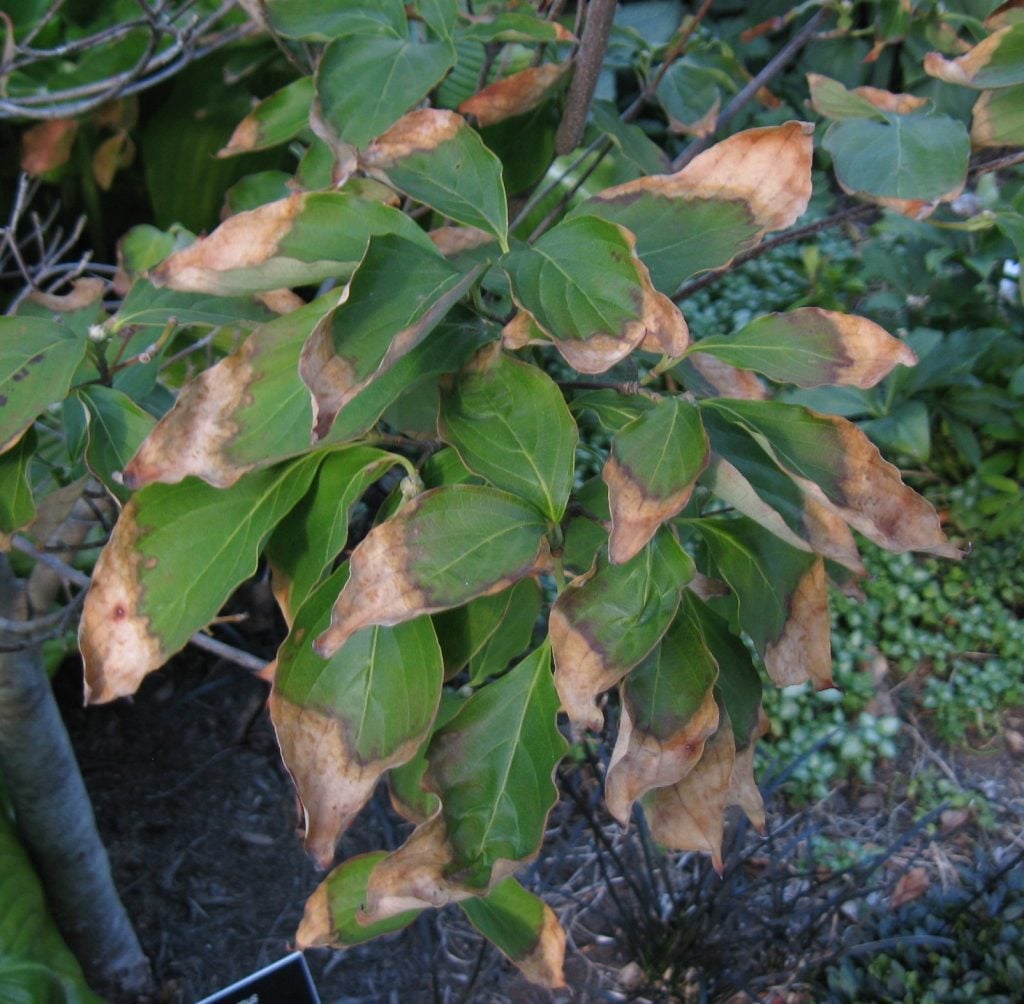 Mid and Late Summer Ornamental Leaf Issues - Advanced Turf Solutions