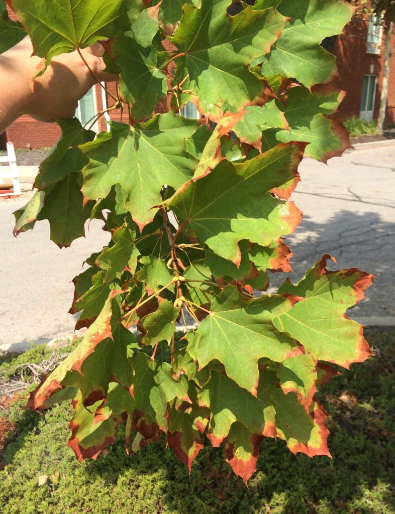 Mid and Late Summer Ornamental Leaf Issues - Advanced Turf Solutions