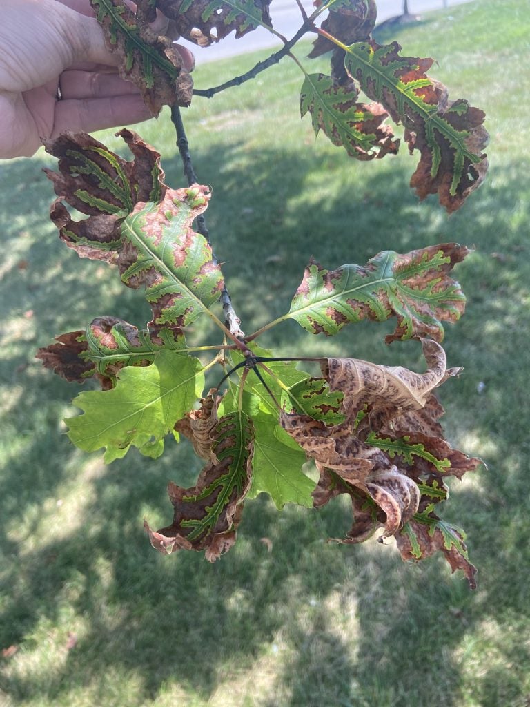 Mid and Late Summer Ornamental Leaf Issues - Advanced Turf Solutions